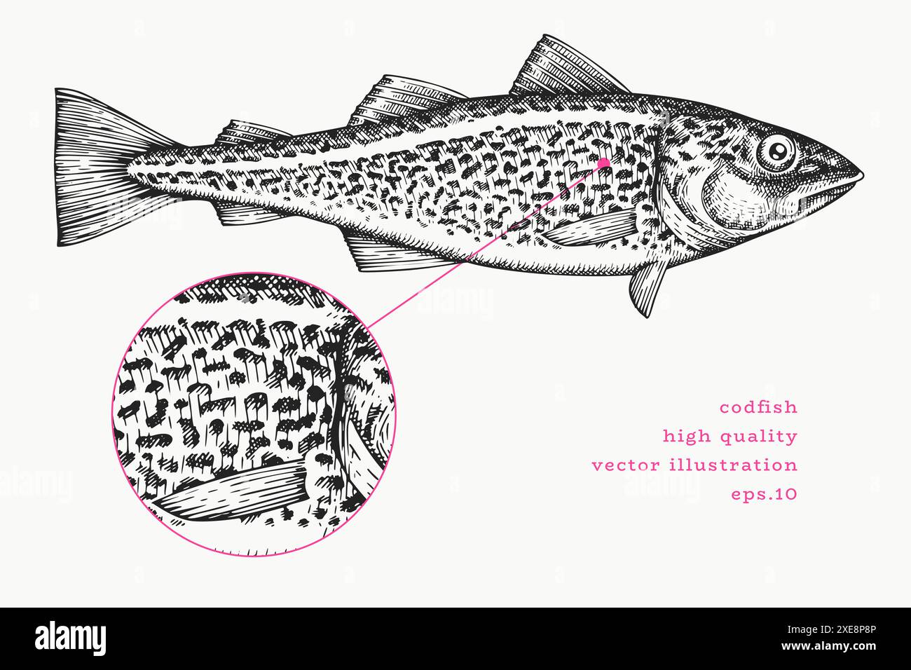 Vintage Style Cod Fish Illustration. Vector Hand Drawn Fish. High ...