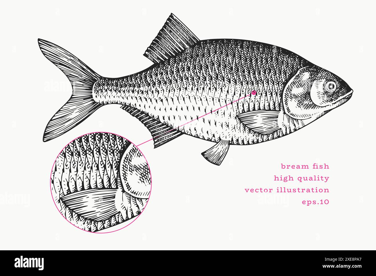 Vintage Style Bream Illustration. Vector Hand Drawn Fish. High Quality ...