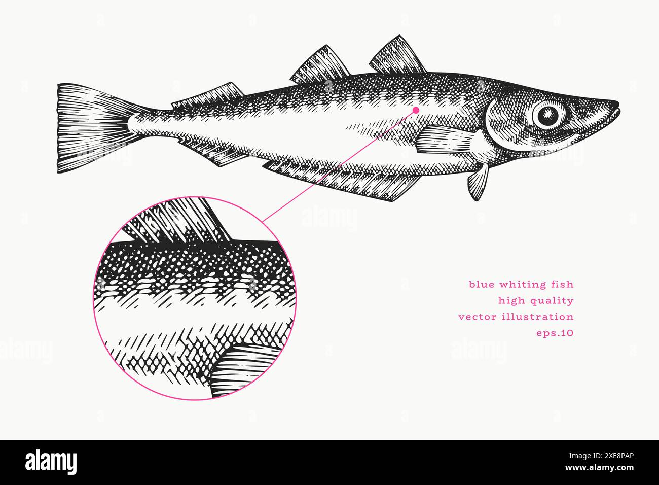 Blue whiting fish Stock Vector Images - Alamy