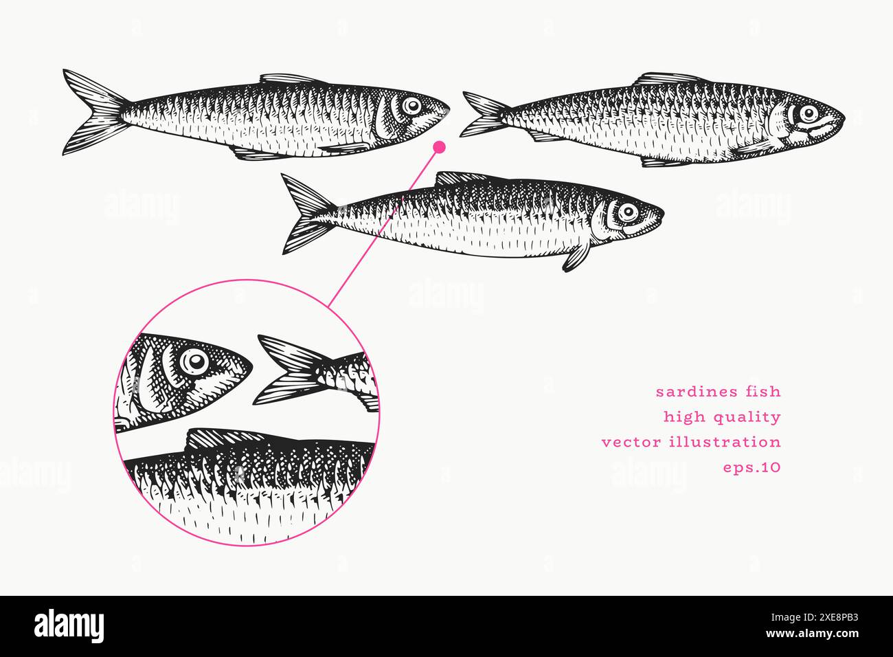 Vintage Style Sardines Illustration. Vector Hand Drawn Fish. High ...