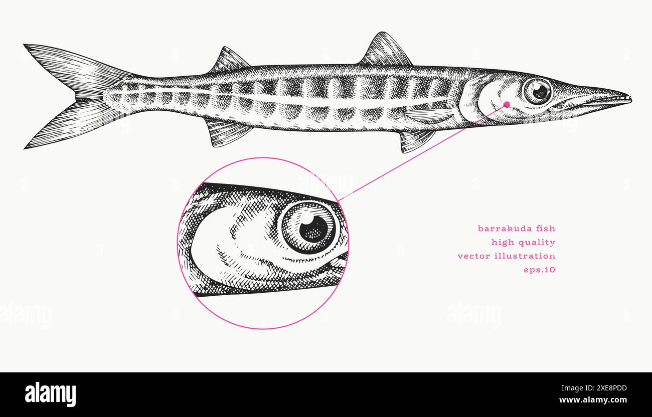 Vintage Style Barracuda Illustration. Vector Hand Drawn Fish. High ...