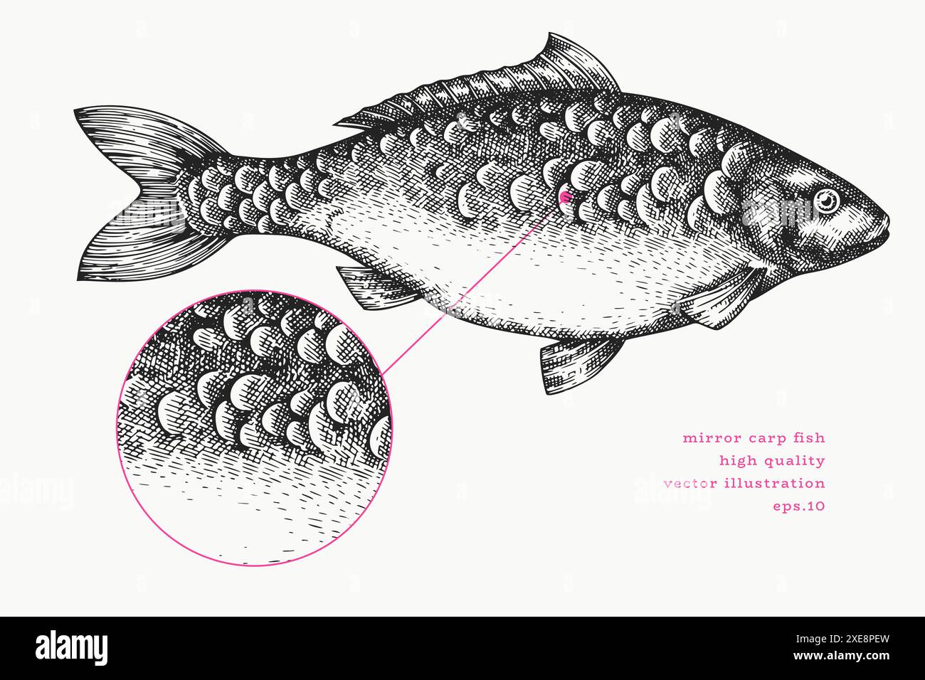 Vintage Style Carp Illustration. Vector Hand Drawn Fish. High Quality ...