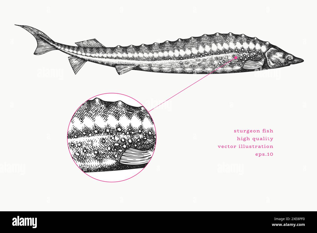 Vintage Style Sturgeon Illustration. Vector Hand Drawn Fish. High ...