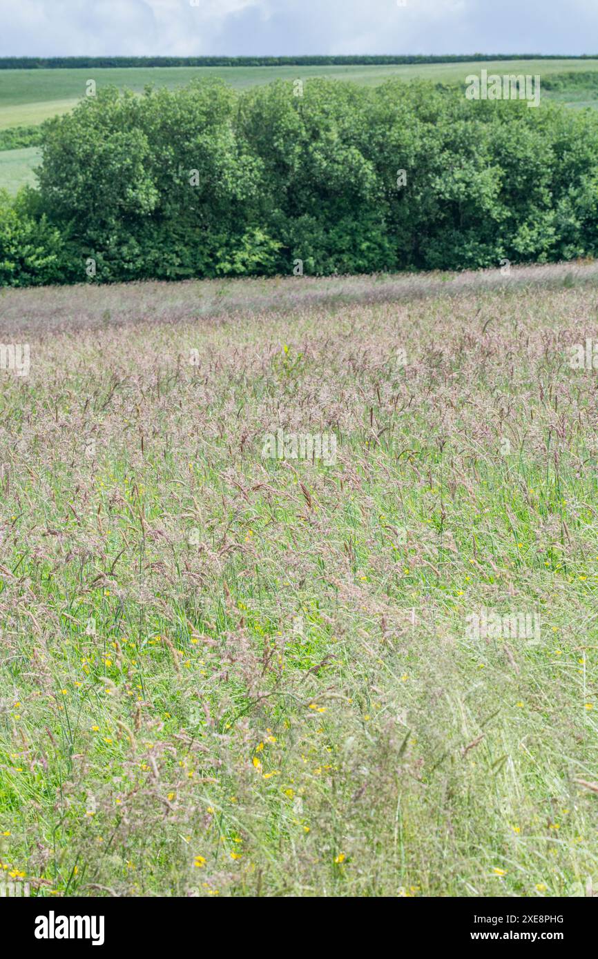 Meadow grasses maturing in sloping hay meadow, waiting for optimum ...