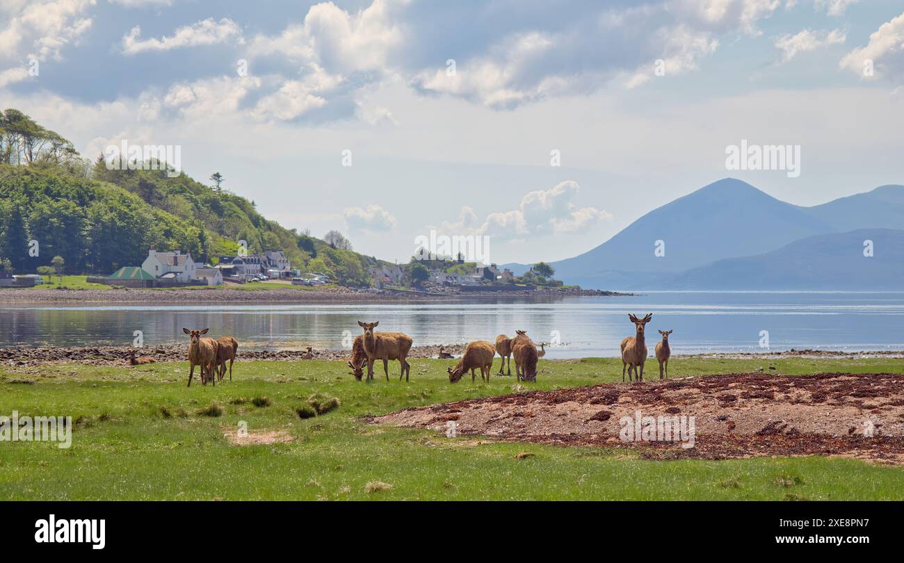 A herd of wild red deer graze peacefully on the Applecross peninsula, a ...