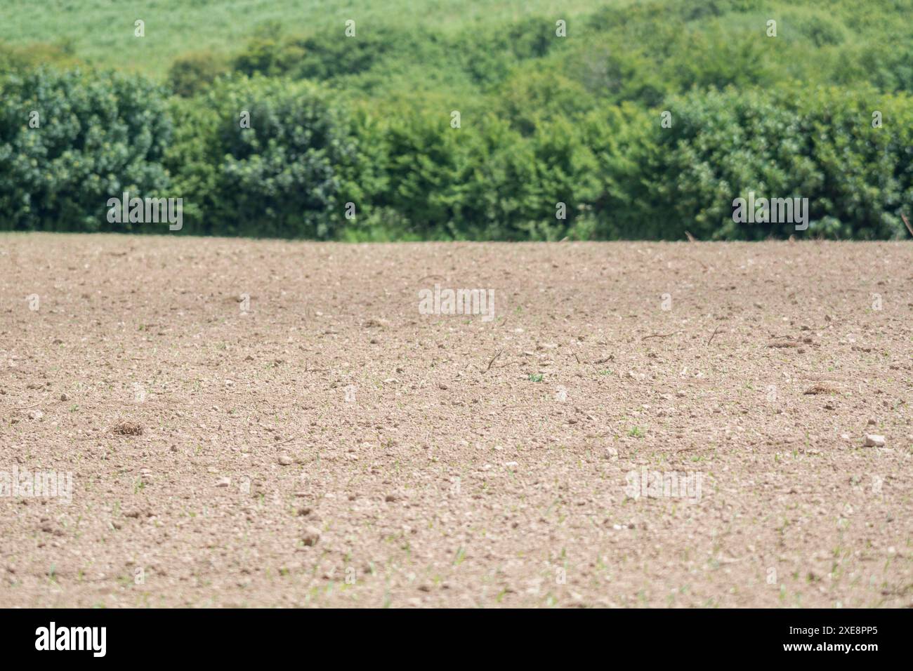 Field of prepared soil & planted crop seeds. For farming and ...