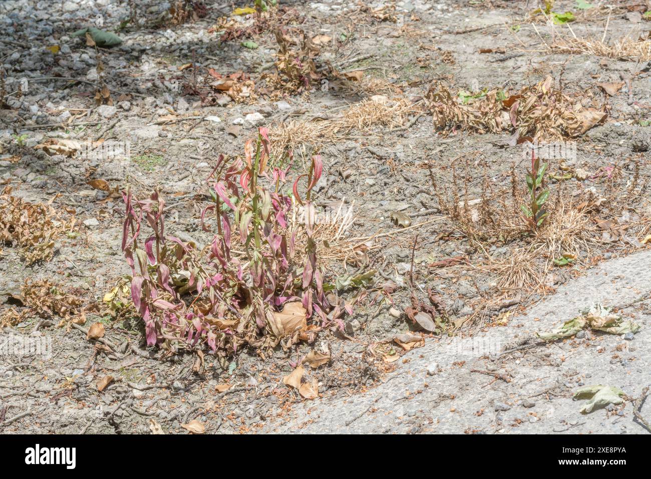 Patch of weeds which have been poisoned with weedkiller, aided by ...