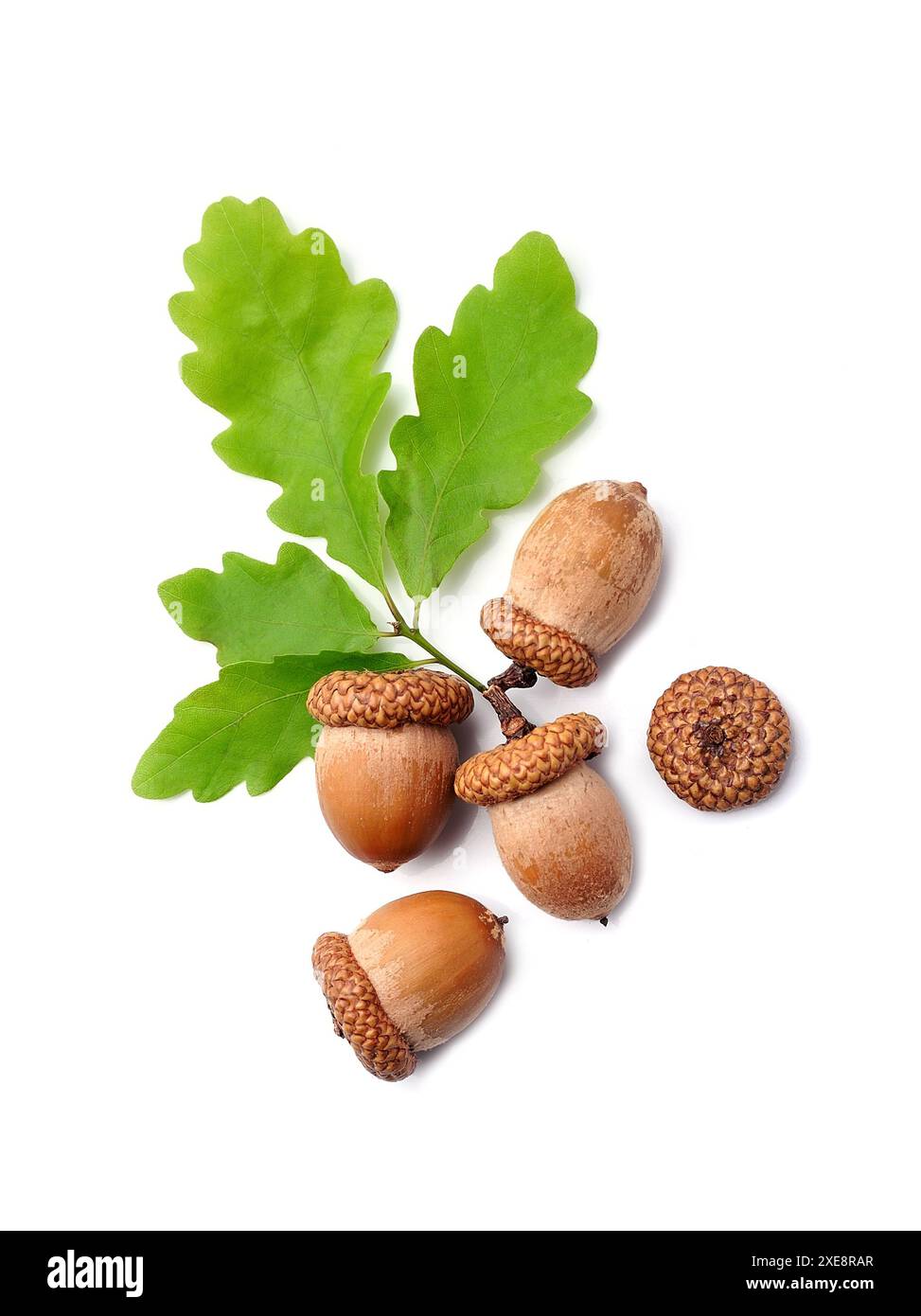 Oak branch leaves acorns Cut Out Stock Images & Pictures - Alamy