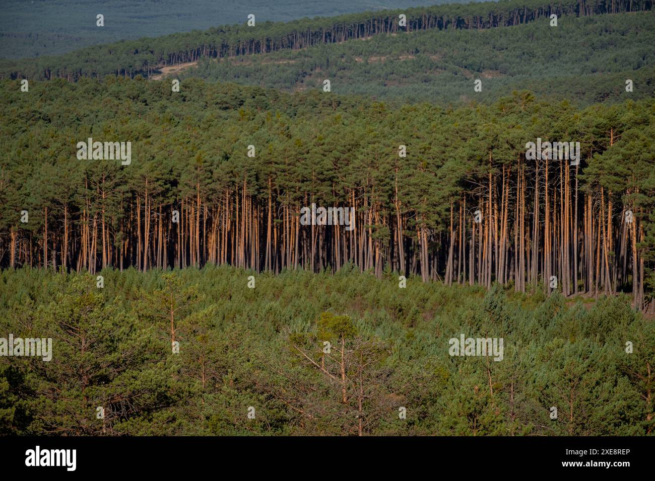 Subpolar ecosystem hi-res stock photography and images - Alamy