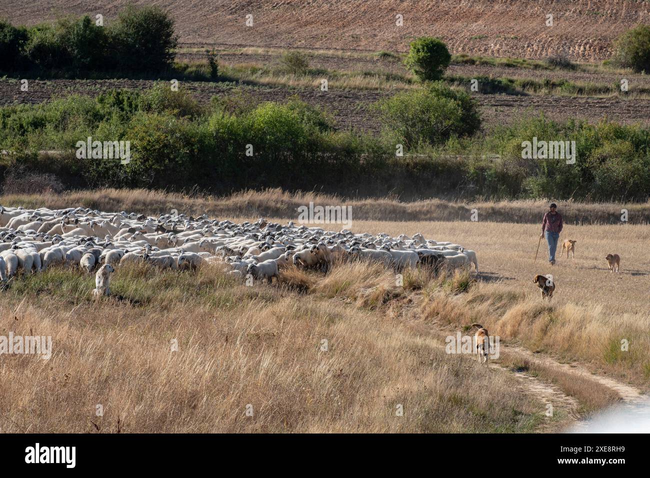 Herding activities hi-res stock photography and images - Alamy