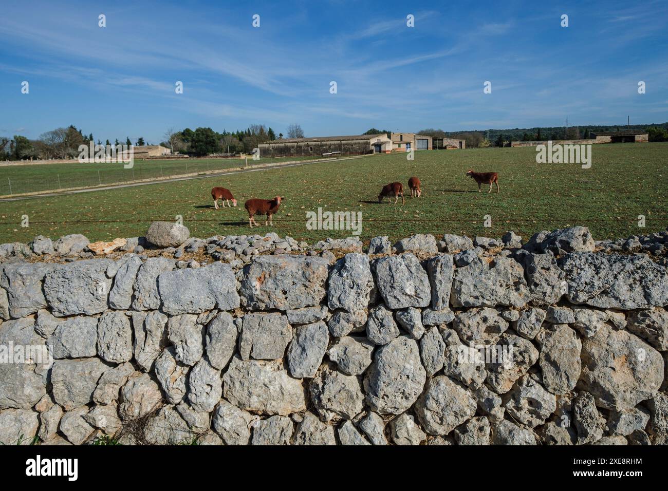 Domestic sheep flock cattle hi-res stock photography and images - Alamy
