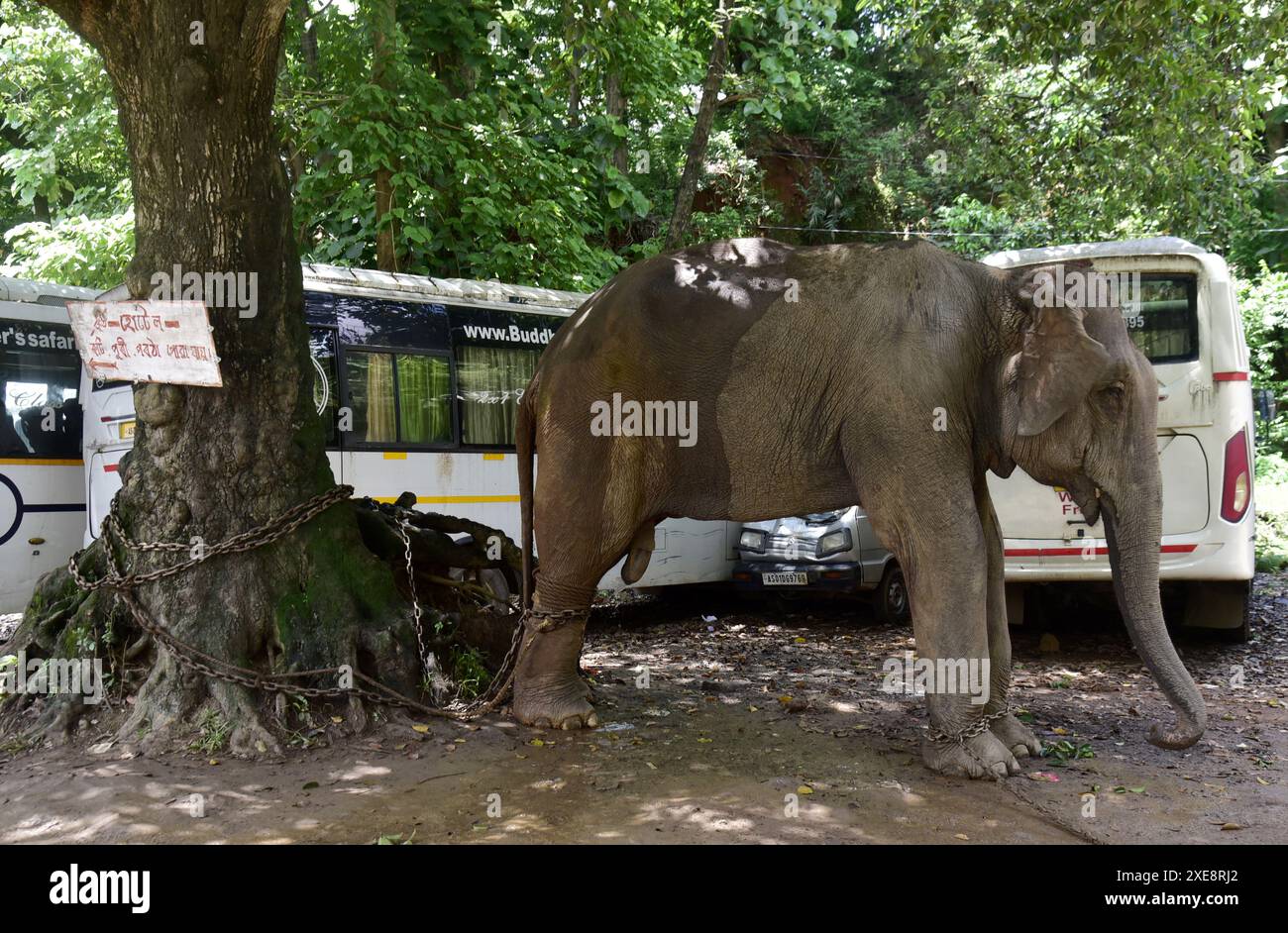 Guwahati, Guwahati, India. 26th June, 2024. A full grown male domestic ...