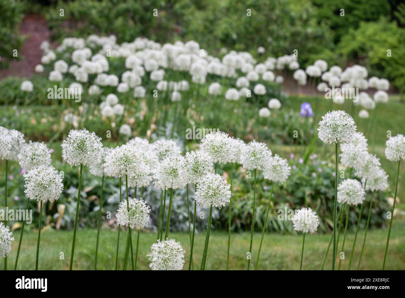 White Allium flowers in a garden Stock Photo - Alamy