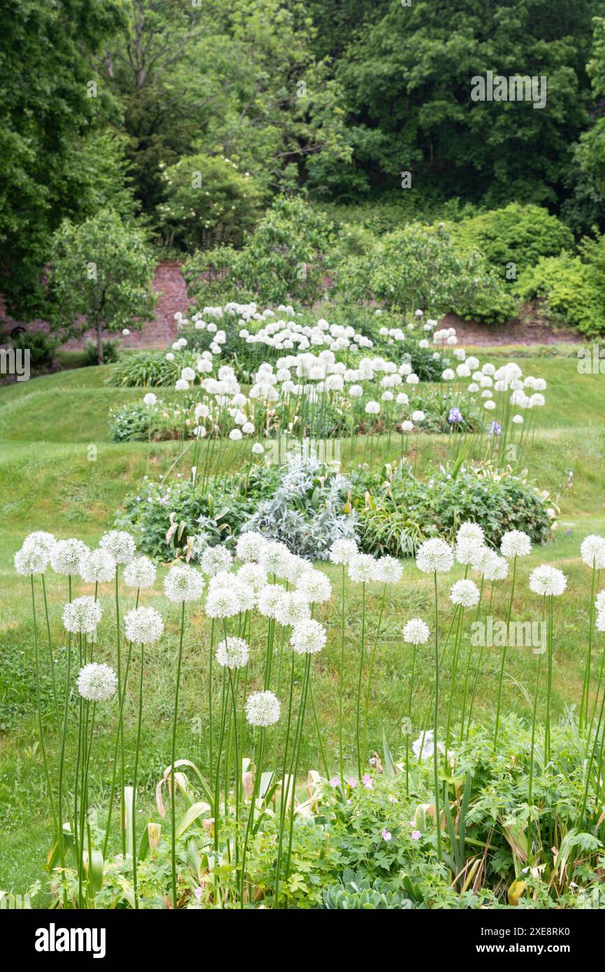 White Allium flowers in a garden Stock Photo - Alamy