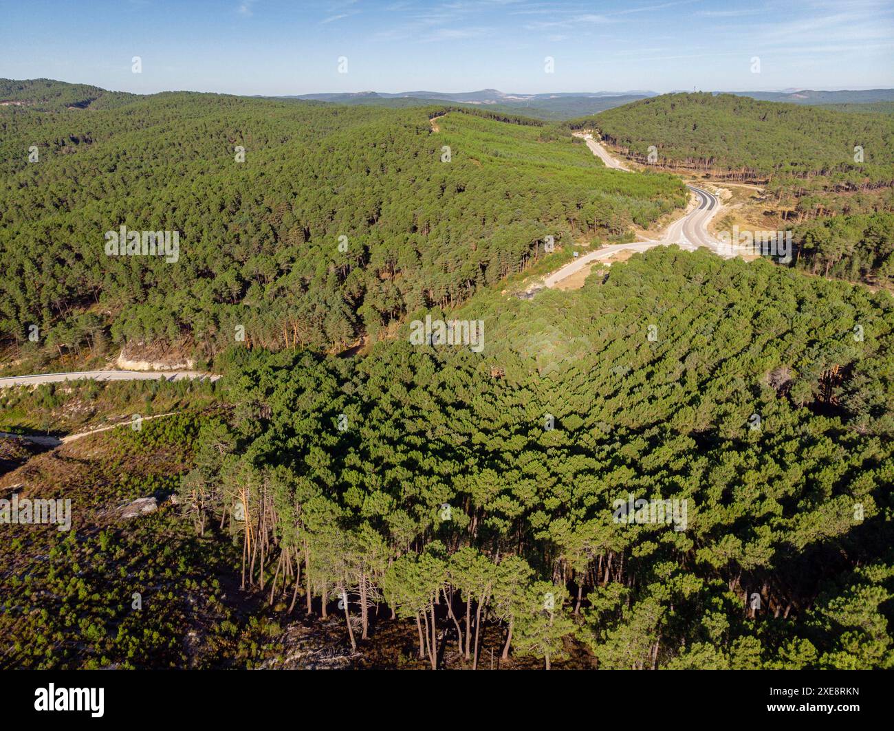 European timber forests hi-res stock photography and images - Alamy