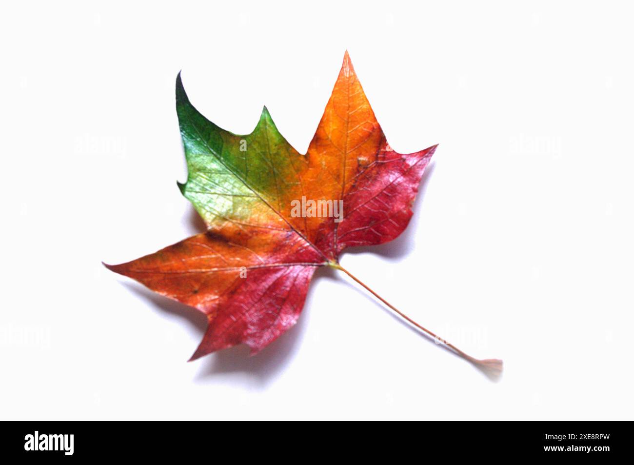 Warm tones of orange Cut Out Stock Images & Pictures - Alamy