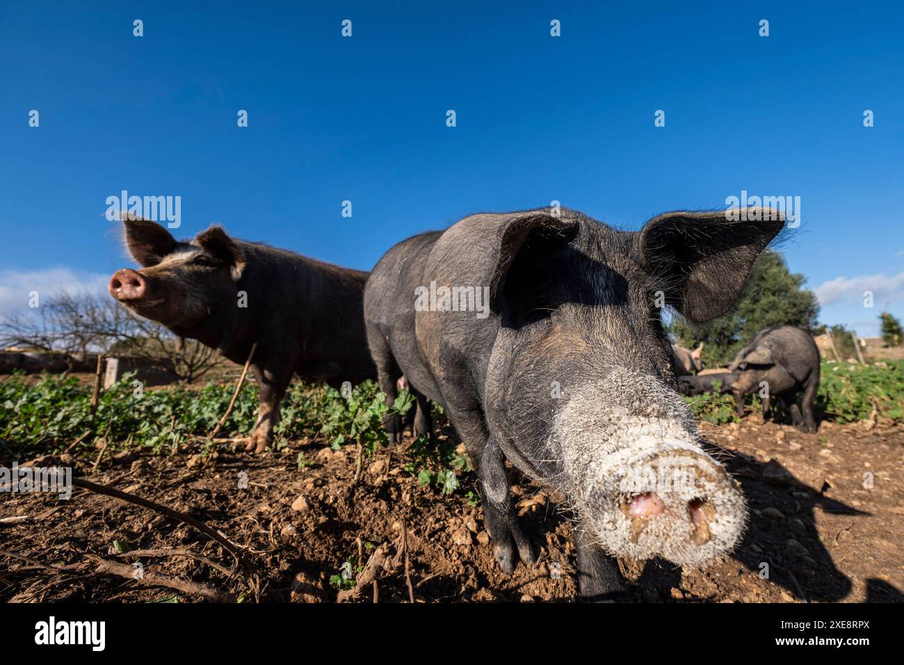 Farm Sa Teulera Stock Photo - Alamy