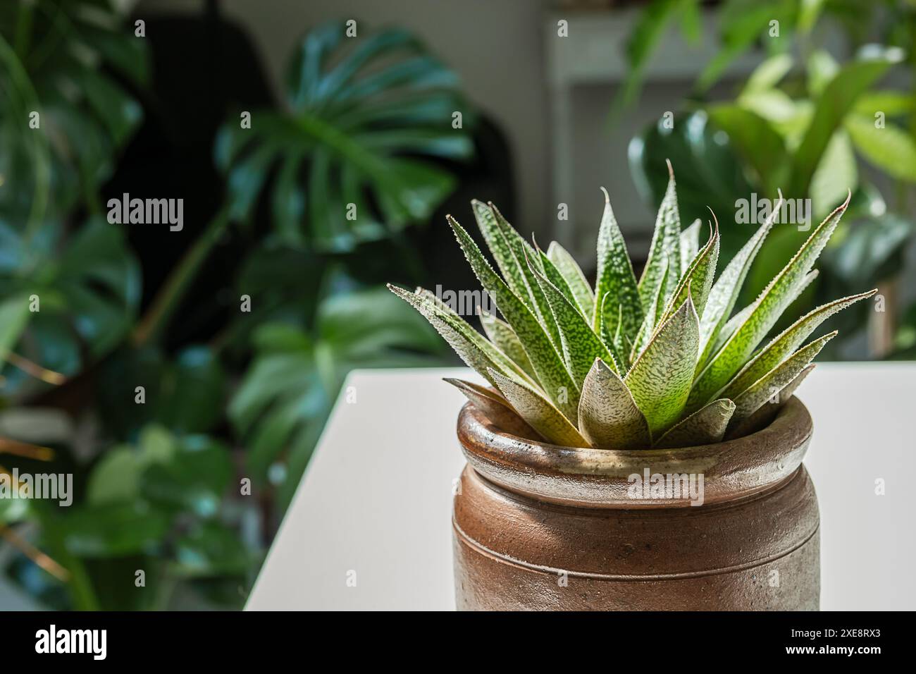 Houseplant succulent gasteria in a ceramic pot close-up, home gardening ...