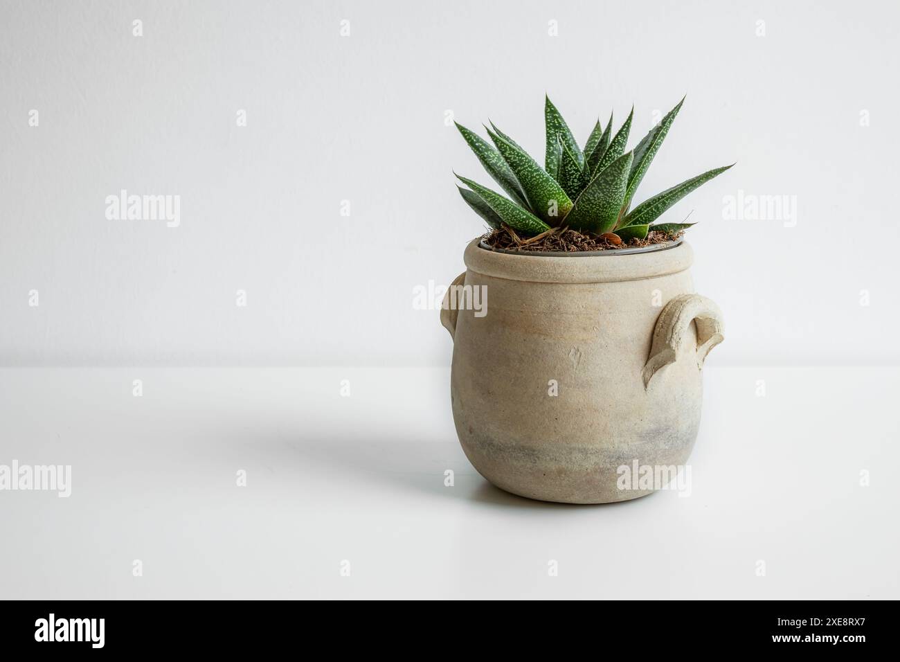 Houseplant succulent gasteria in a ceramic pot on a white background ...