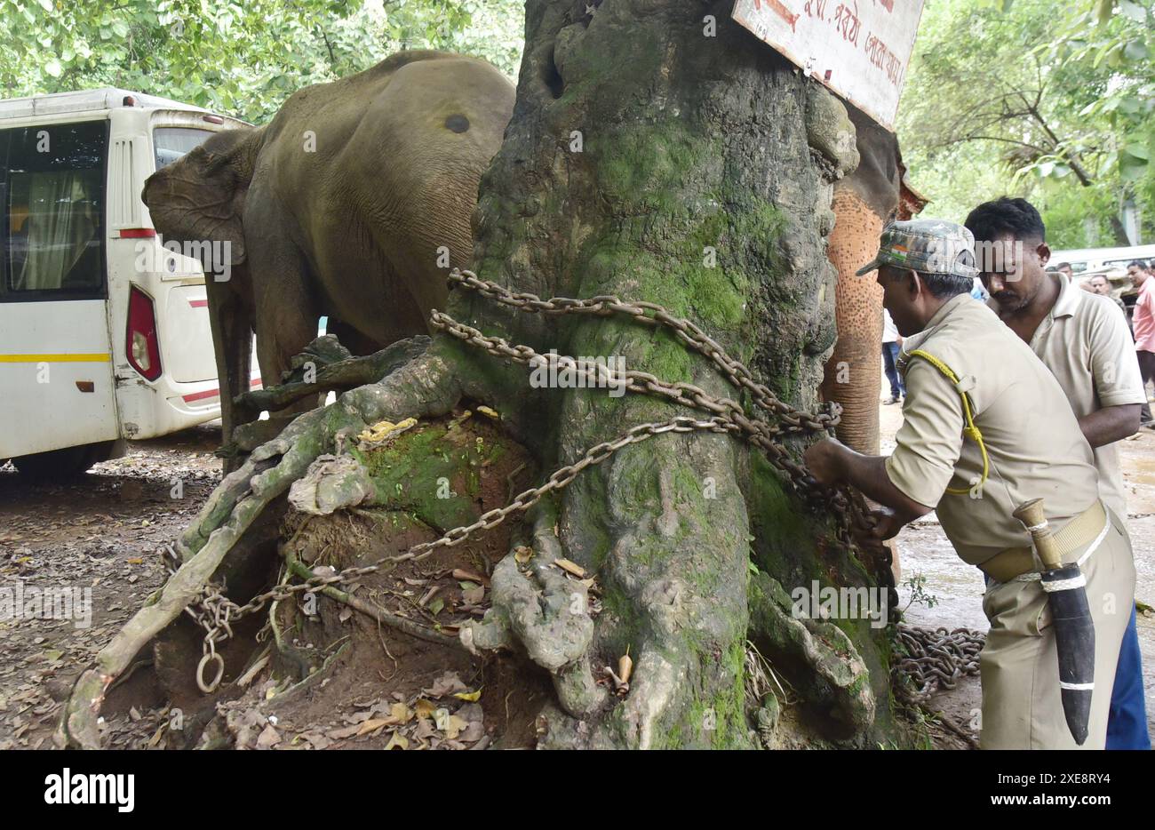 Guwahati, Guwahati, India. 26th June, 2024. A full grown male domestic ...