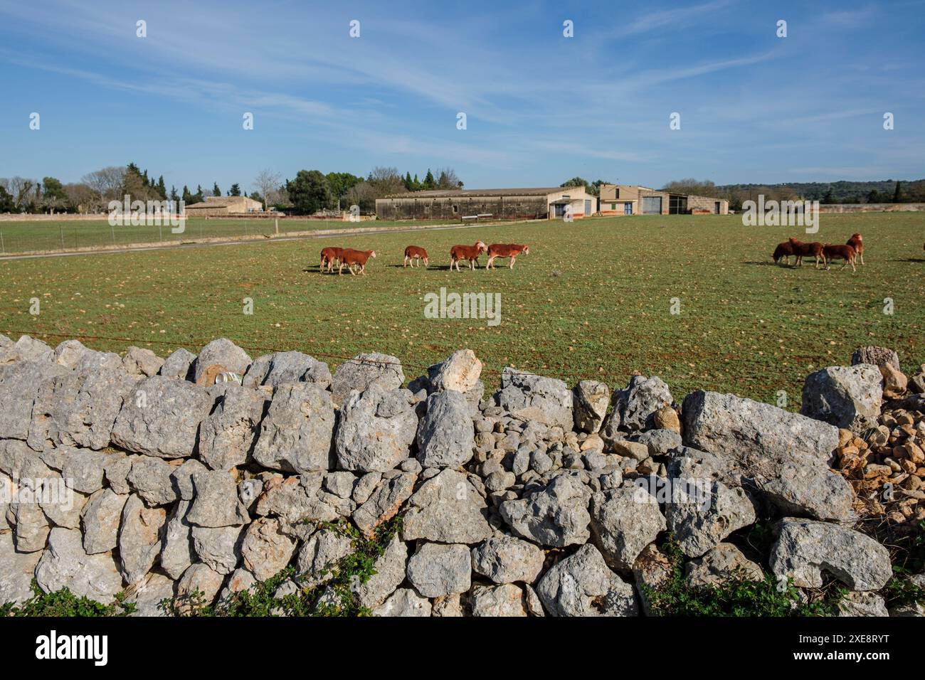 Flock of red sheep on a farm Stock Photo - Alamy