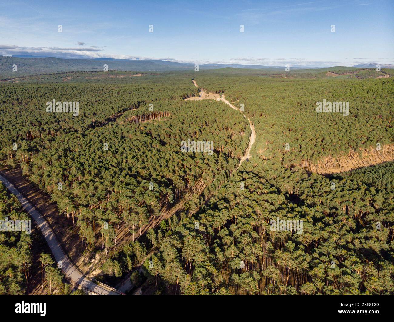Pine forest, Pinus sylvestris, Navaleno, Soria, Autonomous Community of ...
