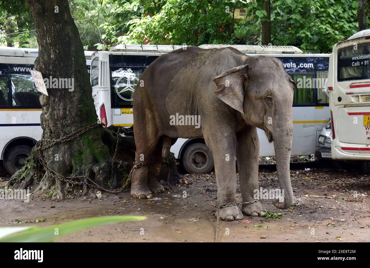 Guwahati, Guwahati, India. 26th June, 2024. A full grown male domestic ...