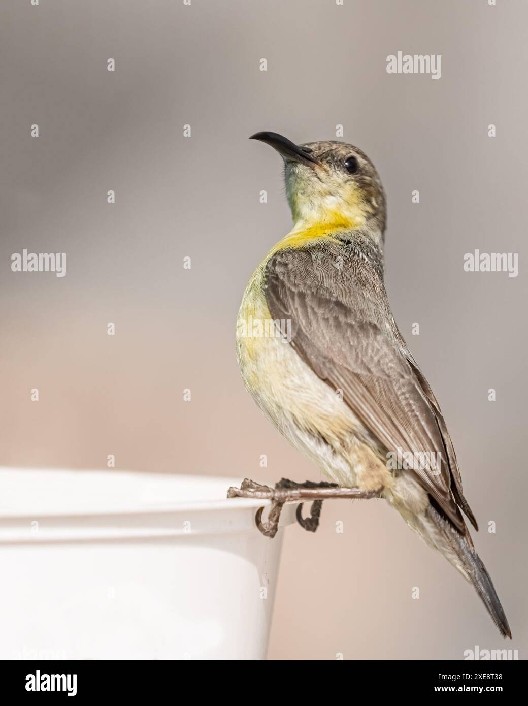Sunbird pose hi-res stock photography and images - Alamy