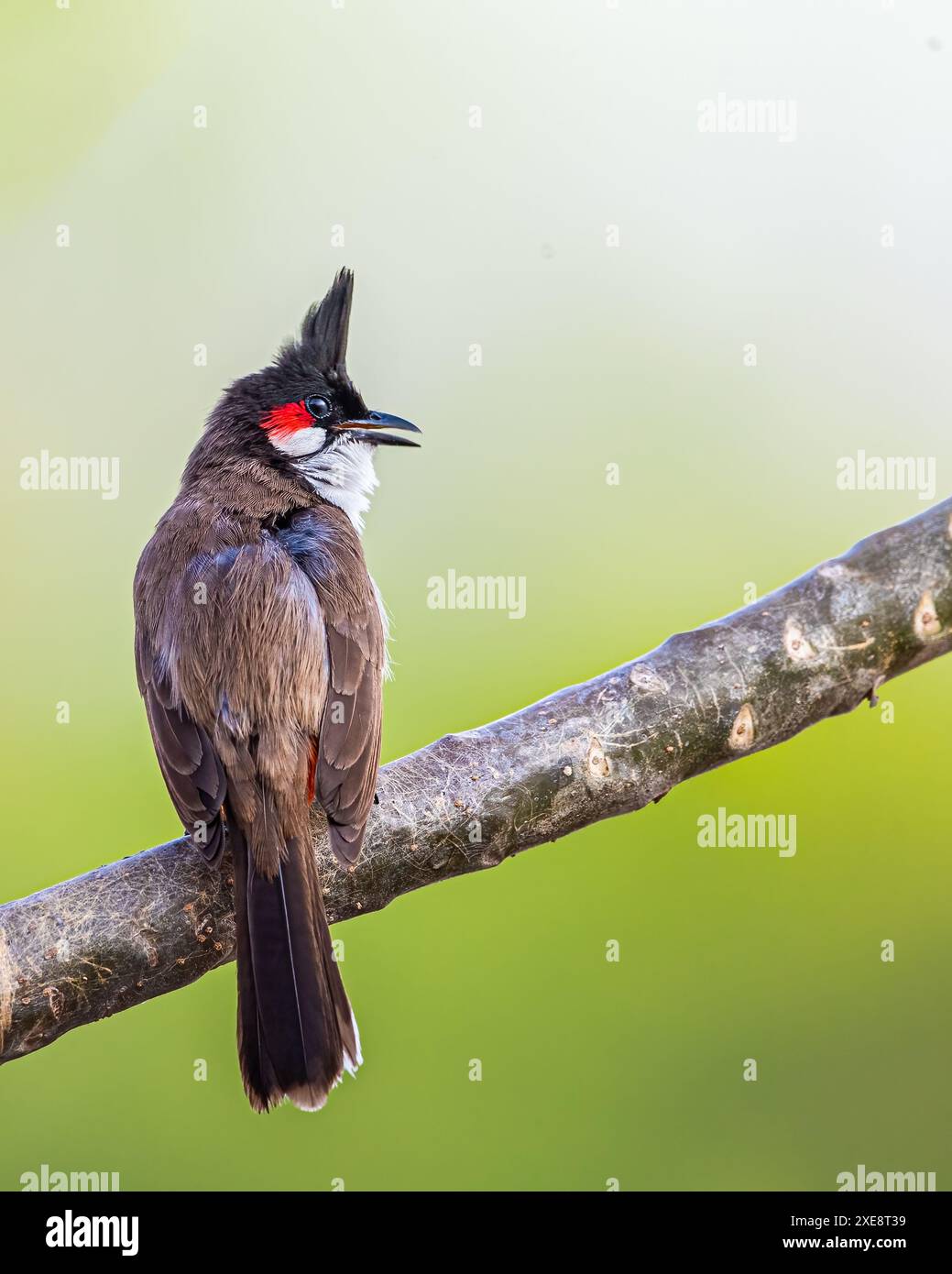A Red Whiskered Bulbul looking back from tree Stock Photo - Alamy