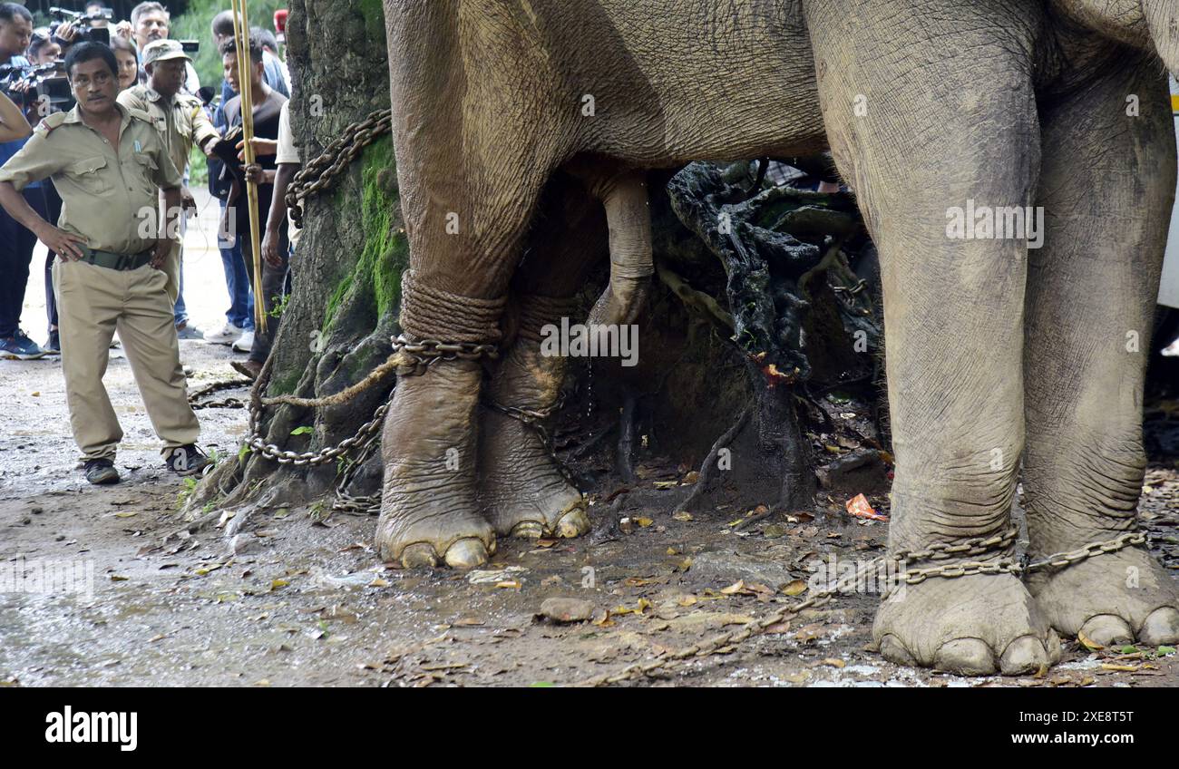 Guwahati, Guwahati, India. 26th June, 2024. A full grown male domestic ...
