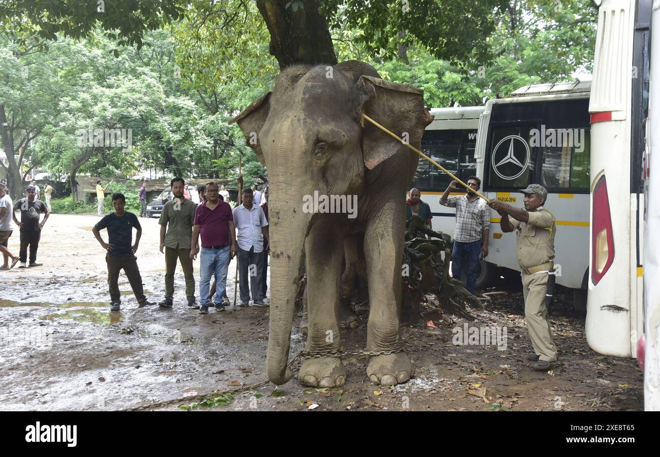 Guwahati, Guwahati, India. 26th June, 2024. A full grown male domestic ...
