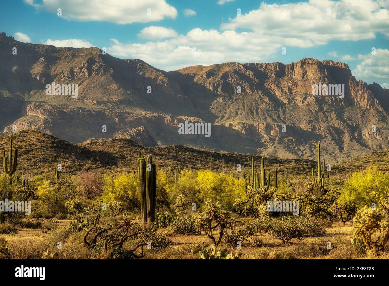 Ironwood and palo verde trees at Peralta Regional Park in the Sonoran ...