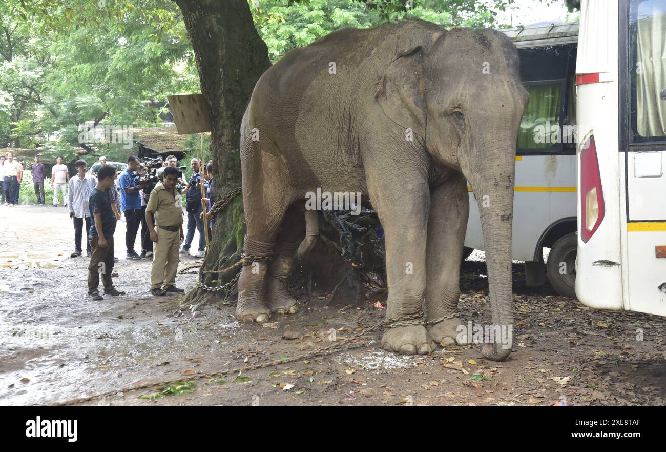 Guwahati, Guwahati, India. 26th June, 2024. A full grown male domestic ...