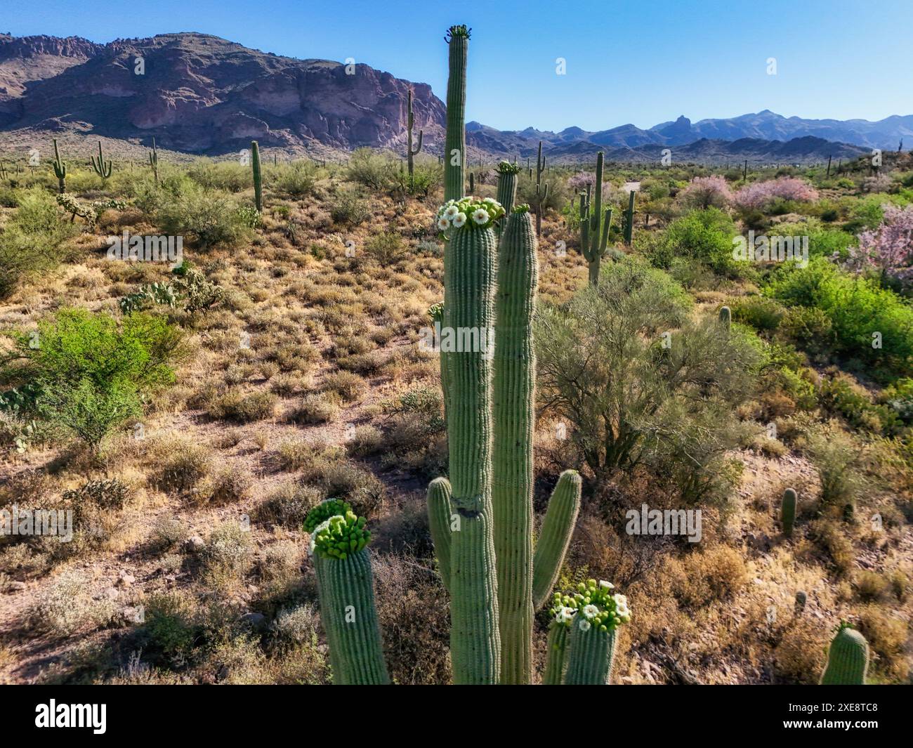 A spring day in the Sonoran Desert with saguaro cactus blooms Stock ...