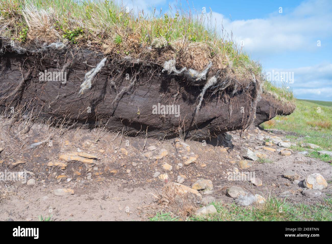 Edge of peat hagg eroded by sheep, Pen Trumau, Black Mountains, Powys ...