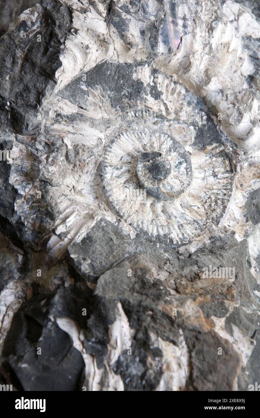 Detail close up of an Ammonite fossil. Found on the beach at Osmington ...