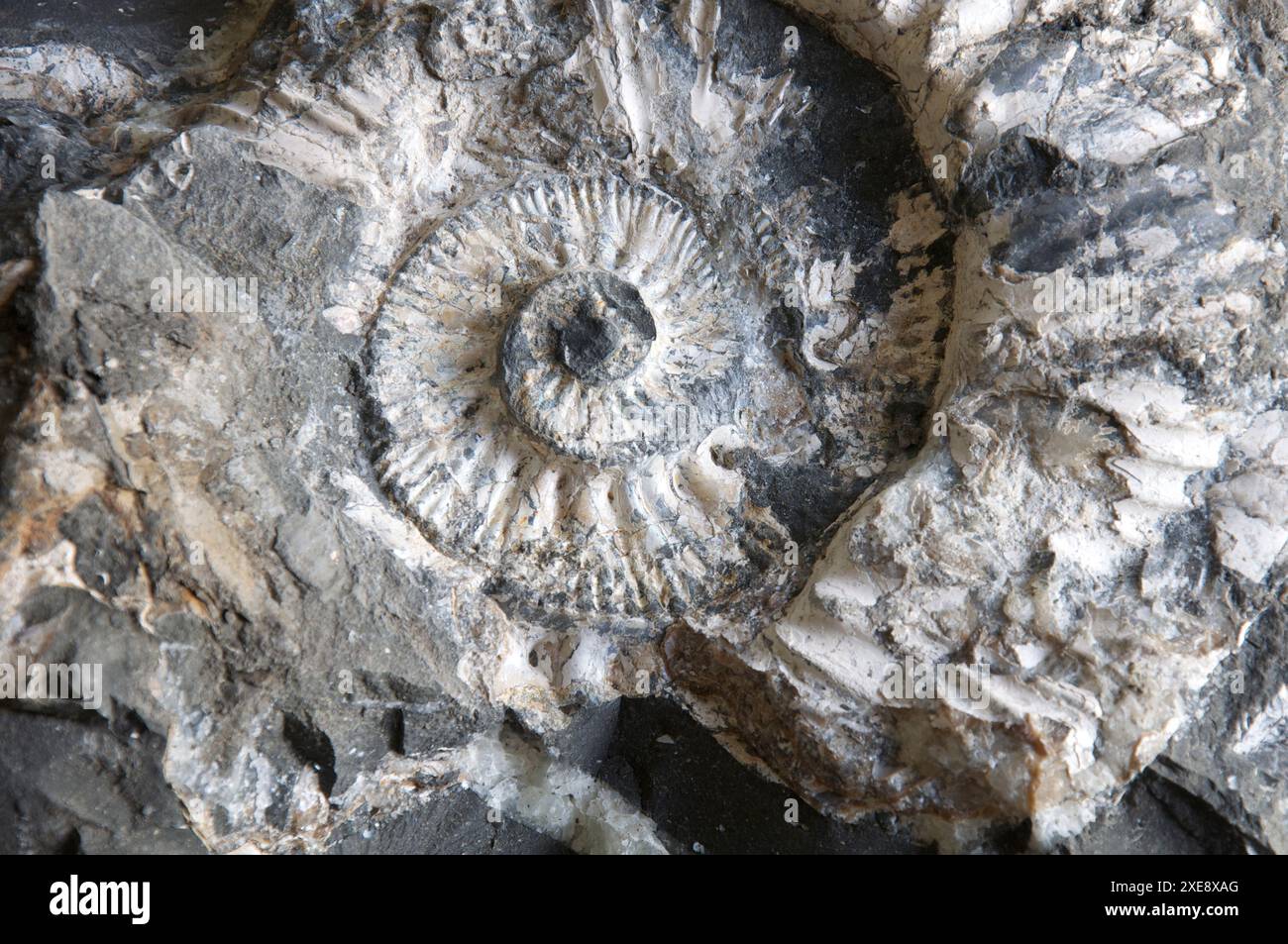Detail close up of an Ammonite fossil. Found on the beach at Osmington ...