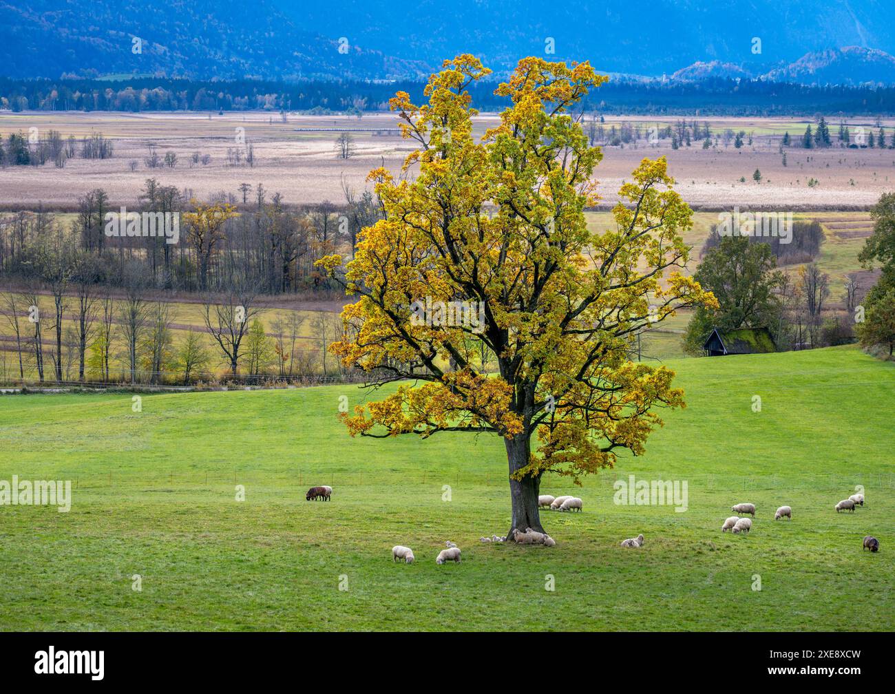 Sheep at the Murnauer Moos bog at a huge tree Stock Photo - Alamy