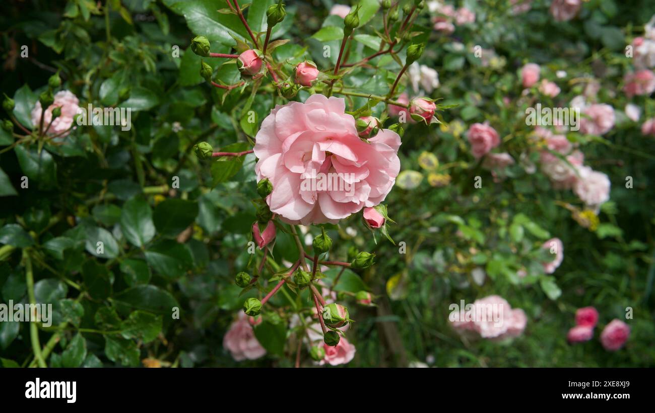 June rose garden hi-res stock photography and images - Alamy