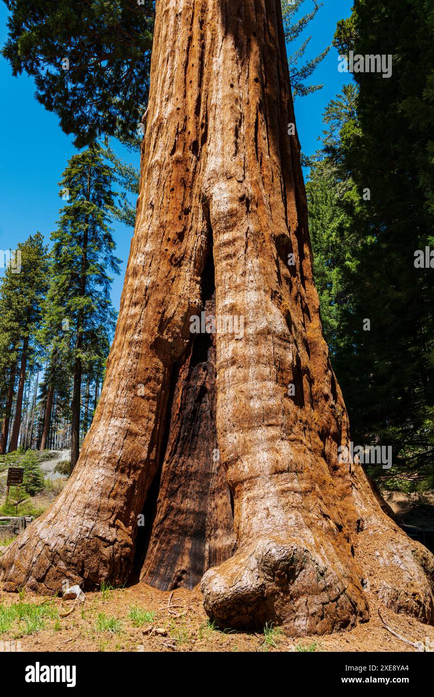 Giant Sequoia tree; Sequoia National Park; California; USA Stock Photo ...