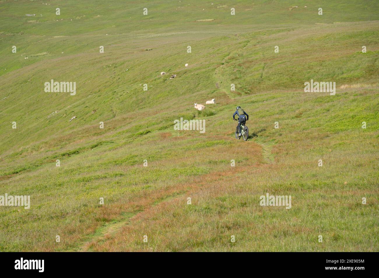 Mountain ebiker on footpath on Y Grib, Dragon's Back, Black Mountains ...