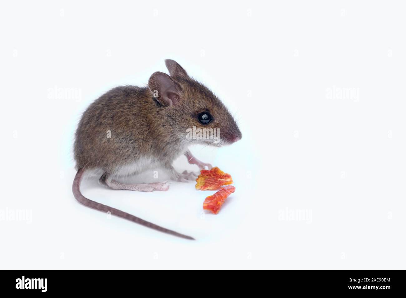 Mouse disease hi-res stock photography and images - Alamy