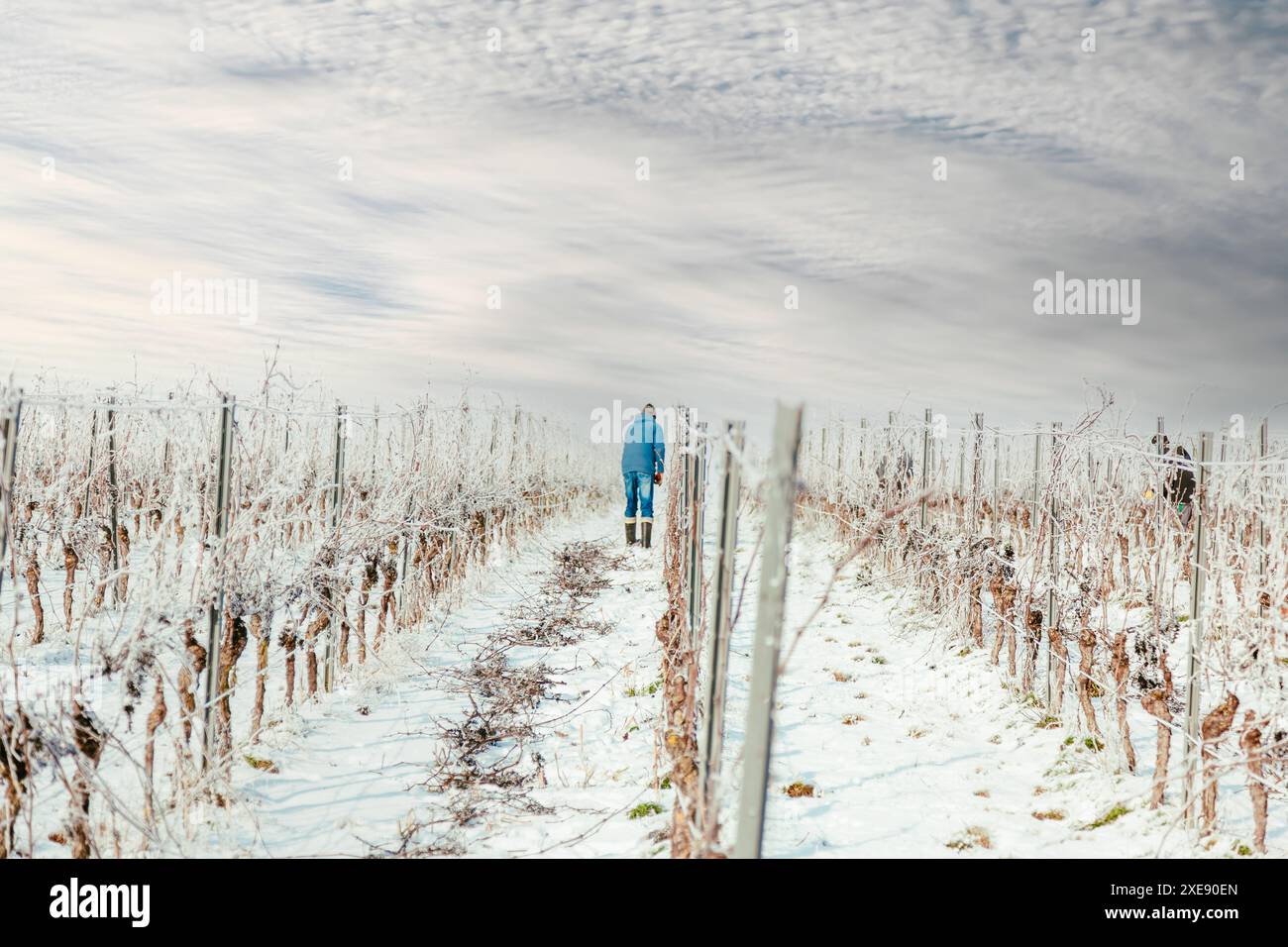 Man work pruning vines in the winter fog. Winter pruning of a vine ...