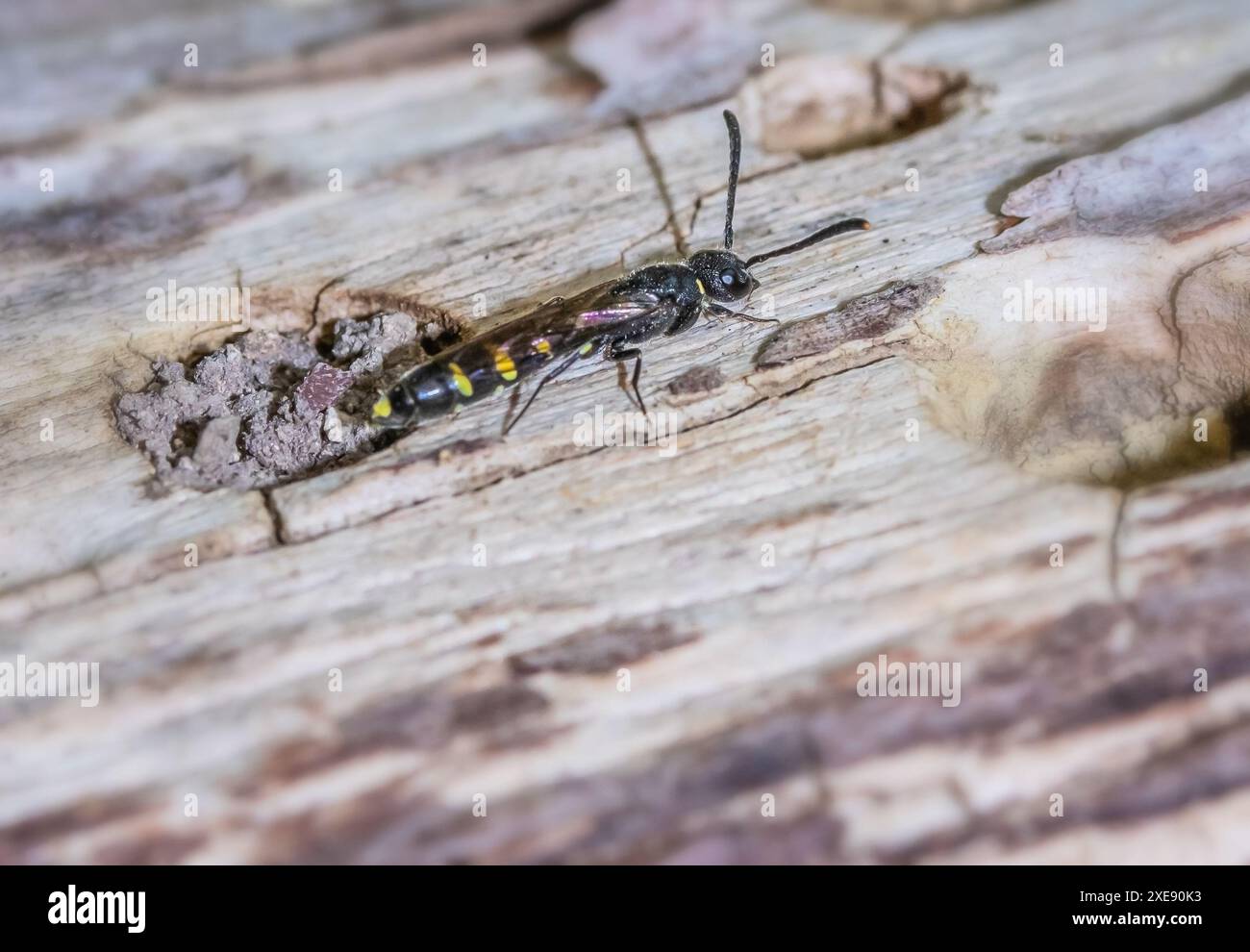 Clavicornis hi-res stock photography and images - Alamy