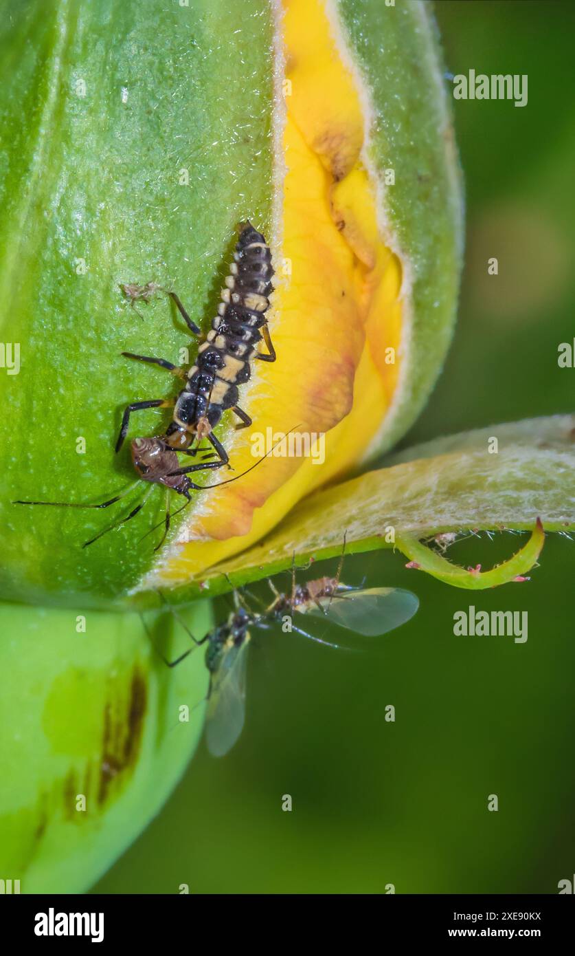 Proylea hi-res stock photography and images - Alamy