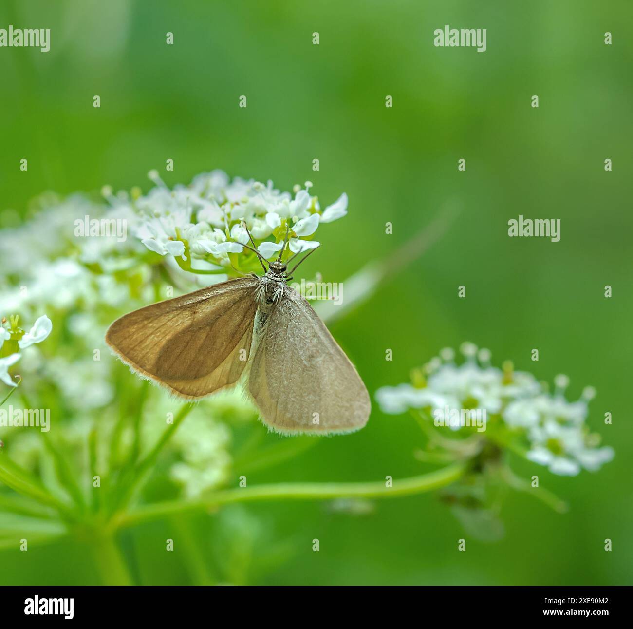 BLÃ¤uling 'Lycaenidae spec.' Stock Photo - Alamy