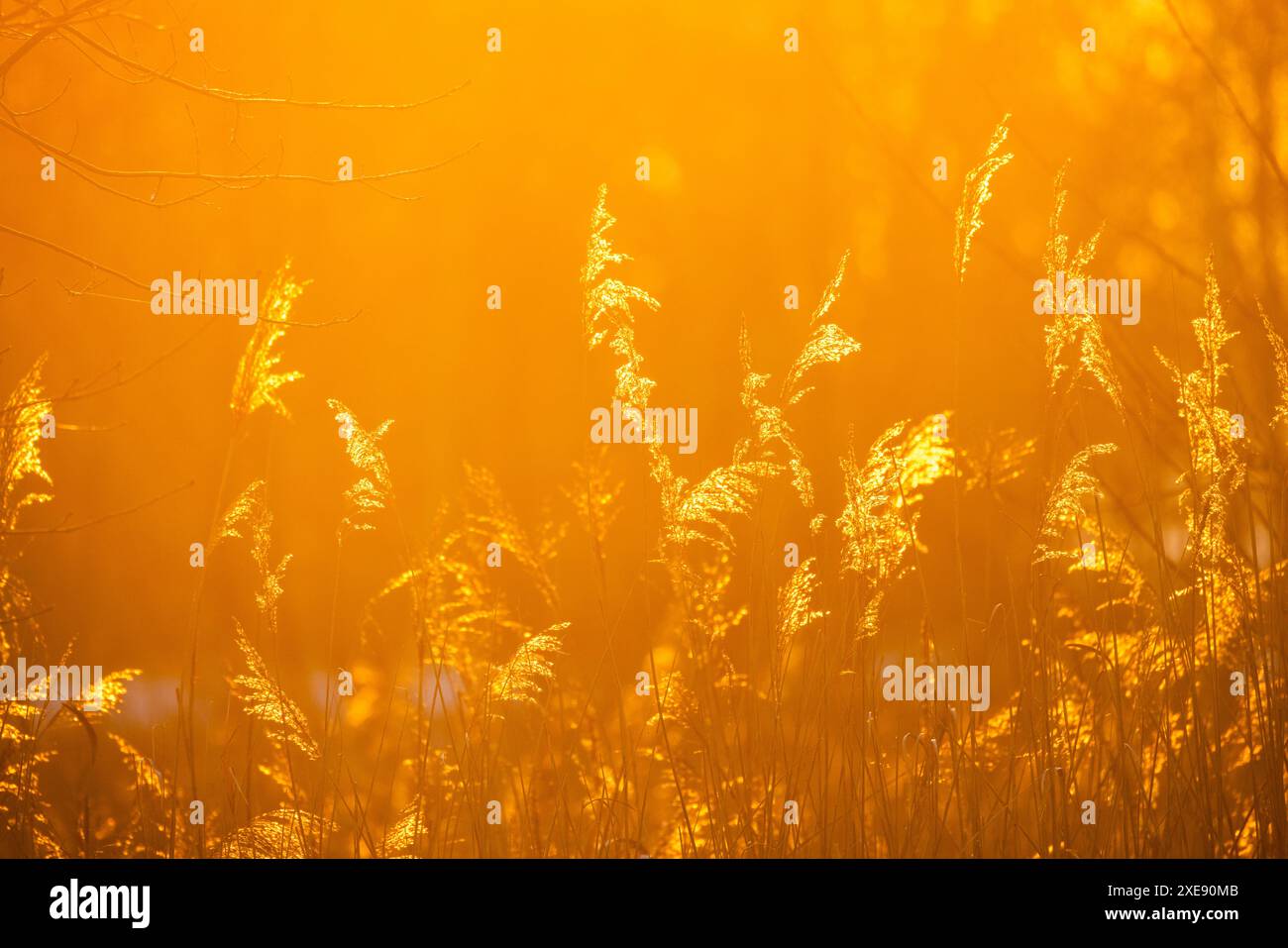 Light through grasses hi-res stock photography and images - Alamy