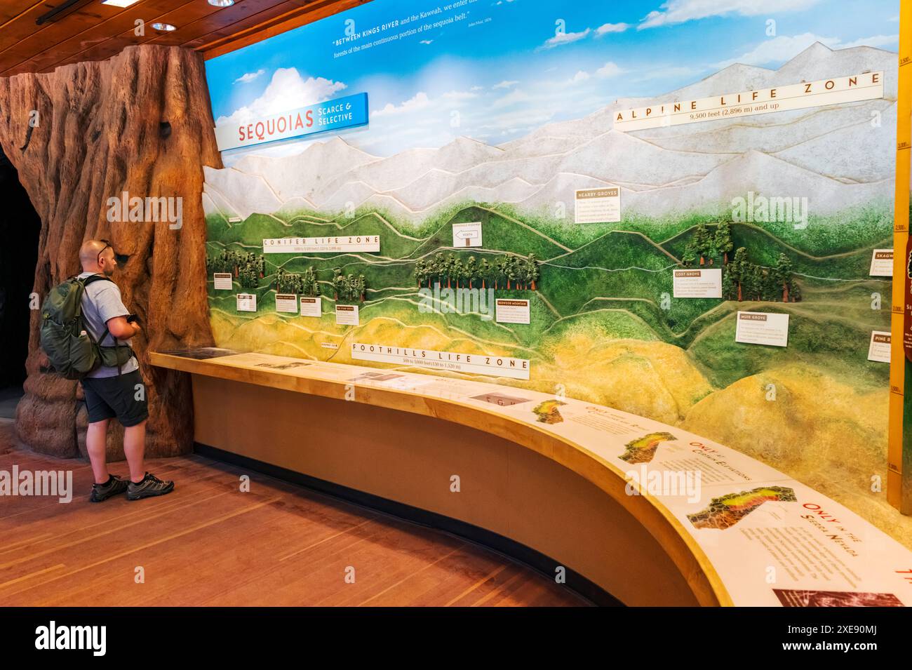 Visitor explores Giant Forest Museum; Sequoia National Park; California ...