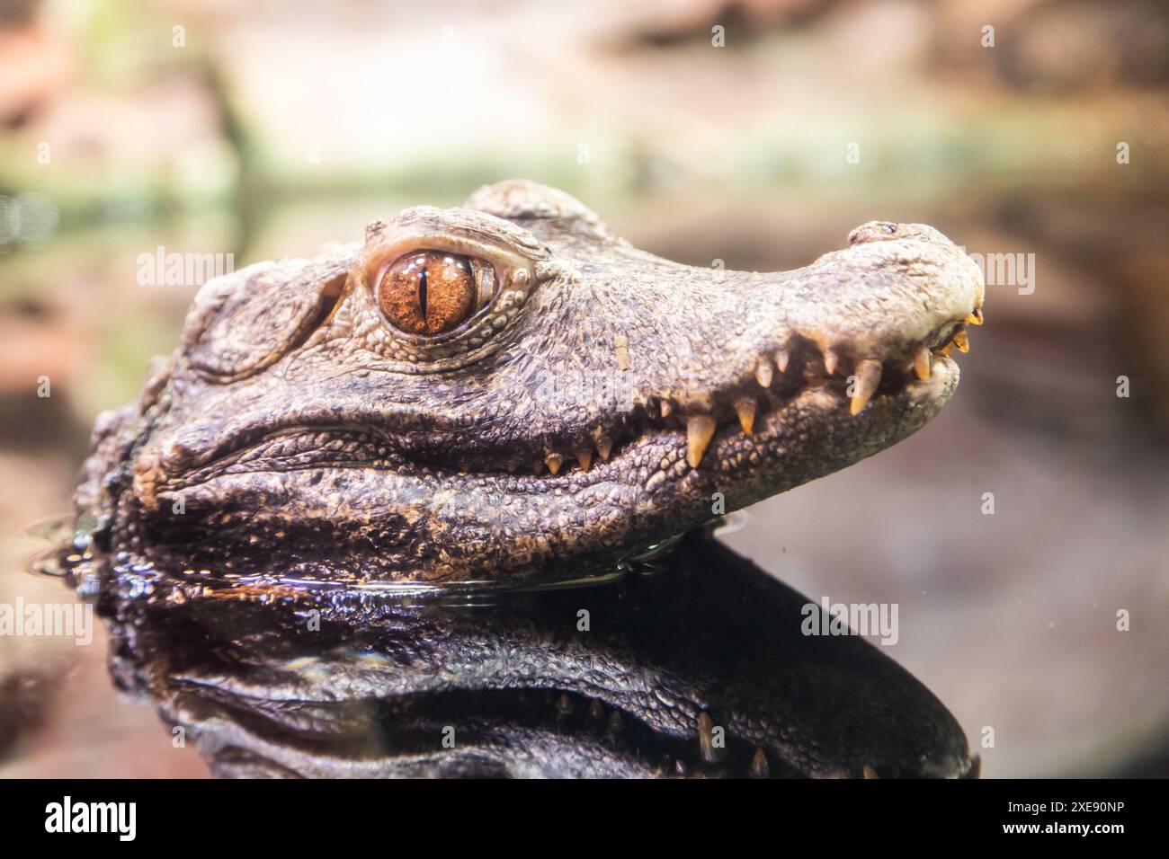 Cuvier Caiman, Paleosuchus palpebrosus. Reptile predator, tropical ...