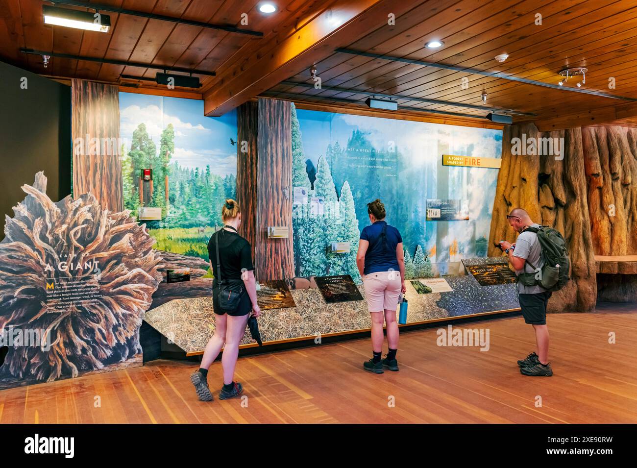 Visitors explore Giant Forest Museum; Sequoia National Park; California ...